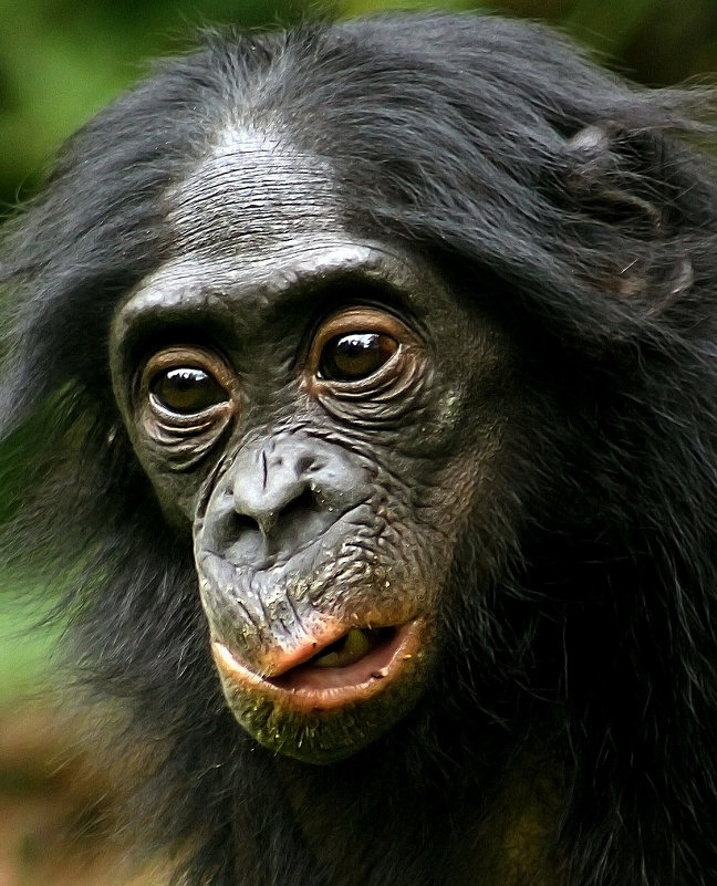 Обезьяны морда: ⬇ Скачать картинки D0 bc d0 be d1 80 d0 b4 d0 b0 d0 be ...